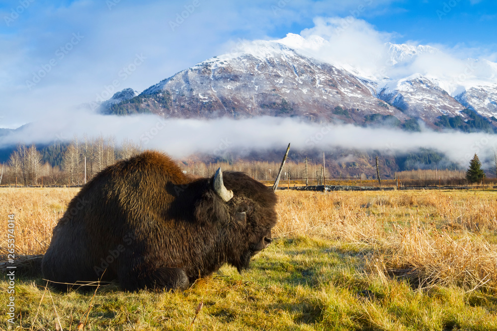 Foto de Wood Bison (Bison Bison Athabascae) Bull Rests In A Meadow At ...