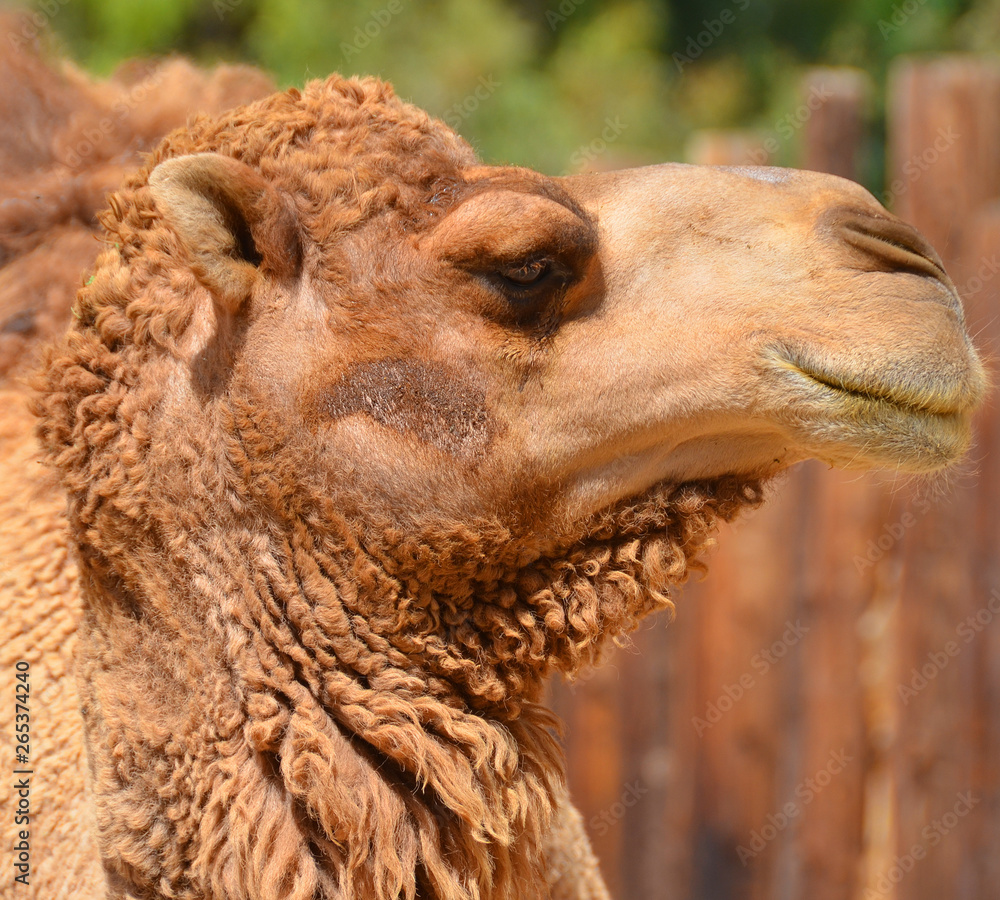 Camel is an ungulate within the genus Camelus, bearing distinctive ...