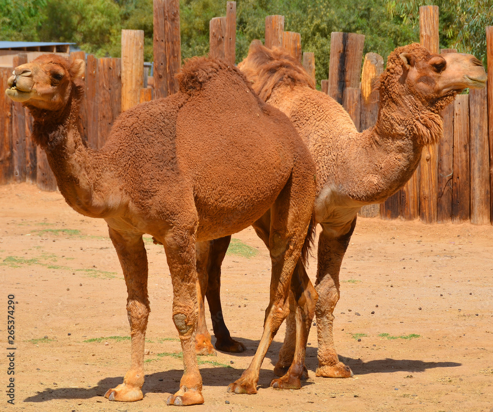 Camel is an ungulate within the genus Camelus, bearing distinctive ...