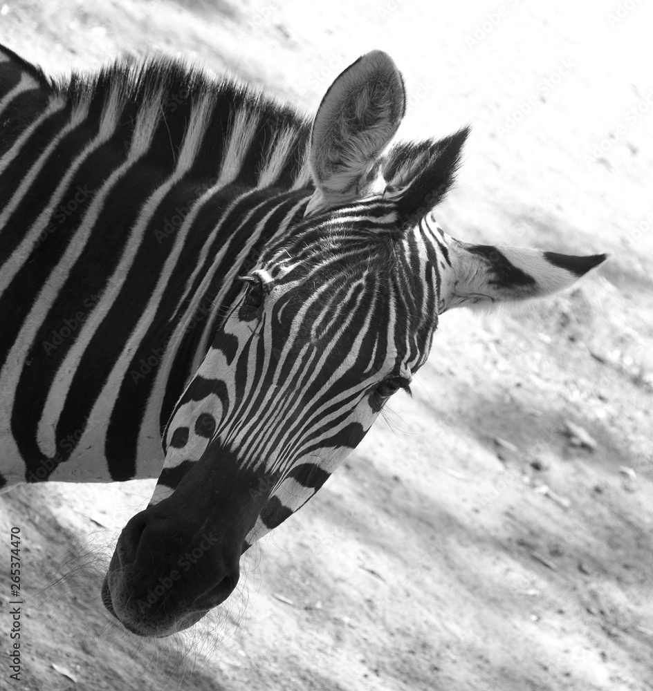 The Grevy's zebra (Equus grevyi), also known as the imperial zebra, is ... The Grevy's zebra (Equus grevyi), also known as the imperial zebra, is ...