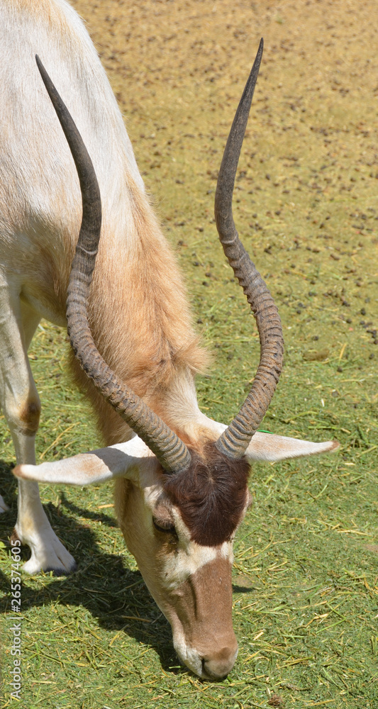 addax (Addax nasomaculatus), also known as the white antelope and the ...