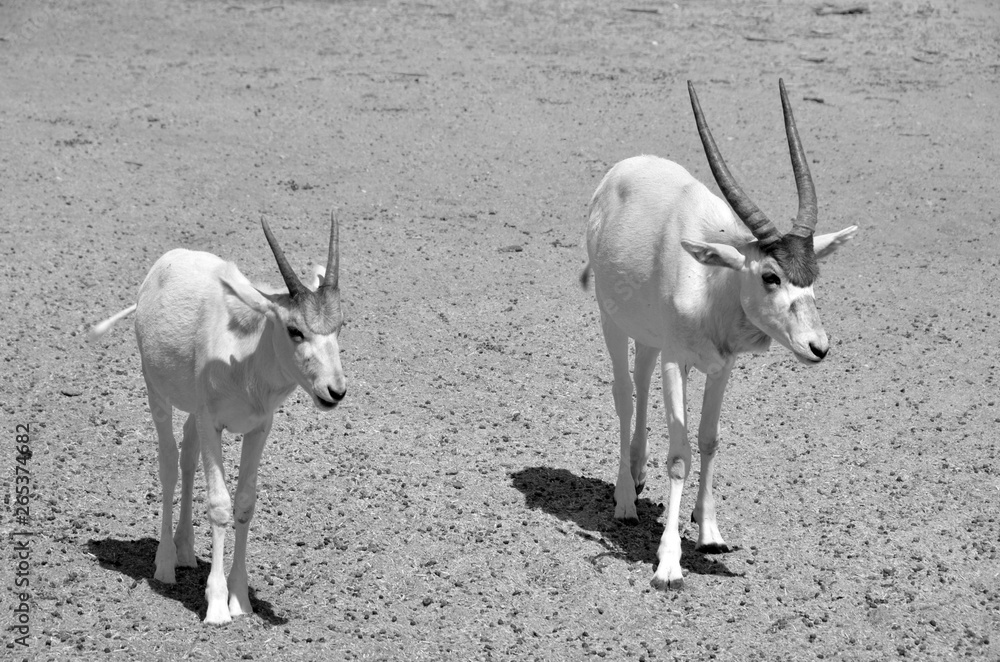 addax (Addax nasomaculatus), also known as the white antelope and the ...