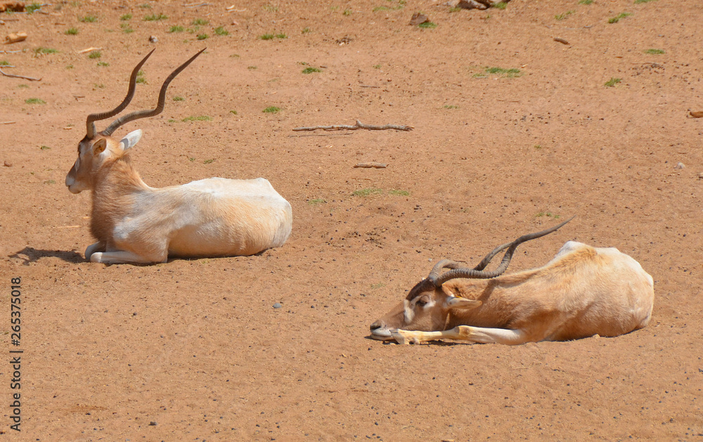 Addax (Addax nasomaculatus), also known as the white antelope and the ...
