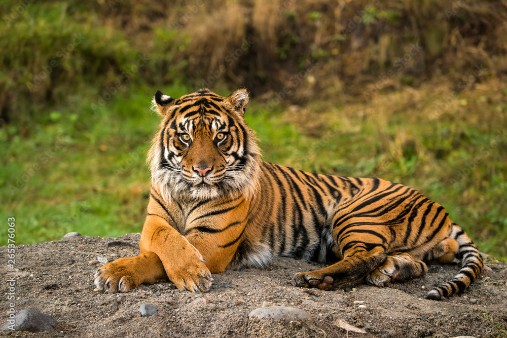 Panthera Tigris Tigris