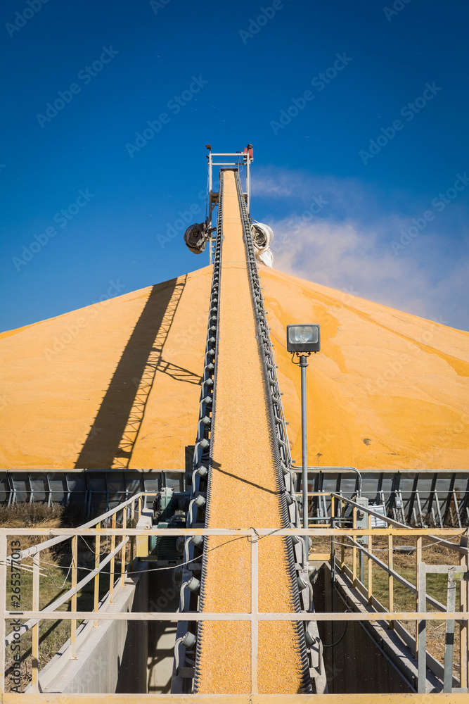 Harvested corn on conveyor belt to stockpile at grain elevator; Rake ...