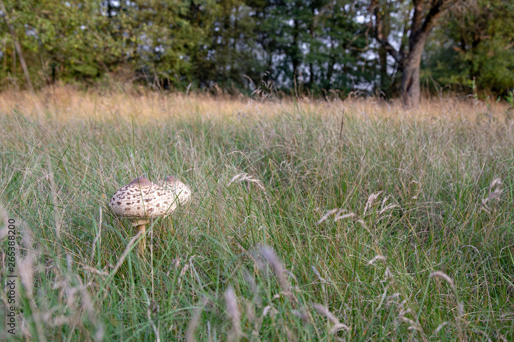 grzyb czubajka kania do pieczenia Stock Photo | Adobe Stock