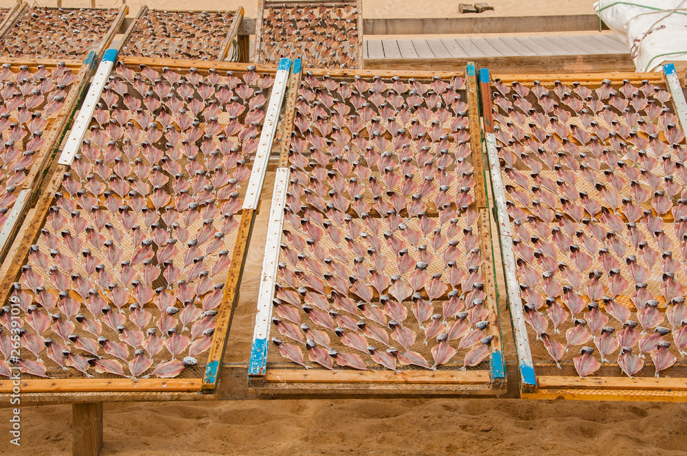 Museum of dry fish, outdoors, on the beach of Nazaré in Portugal, keeps ...