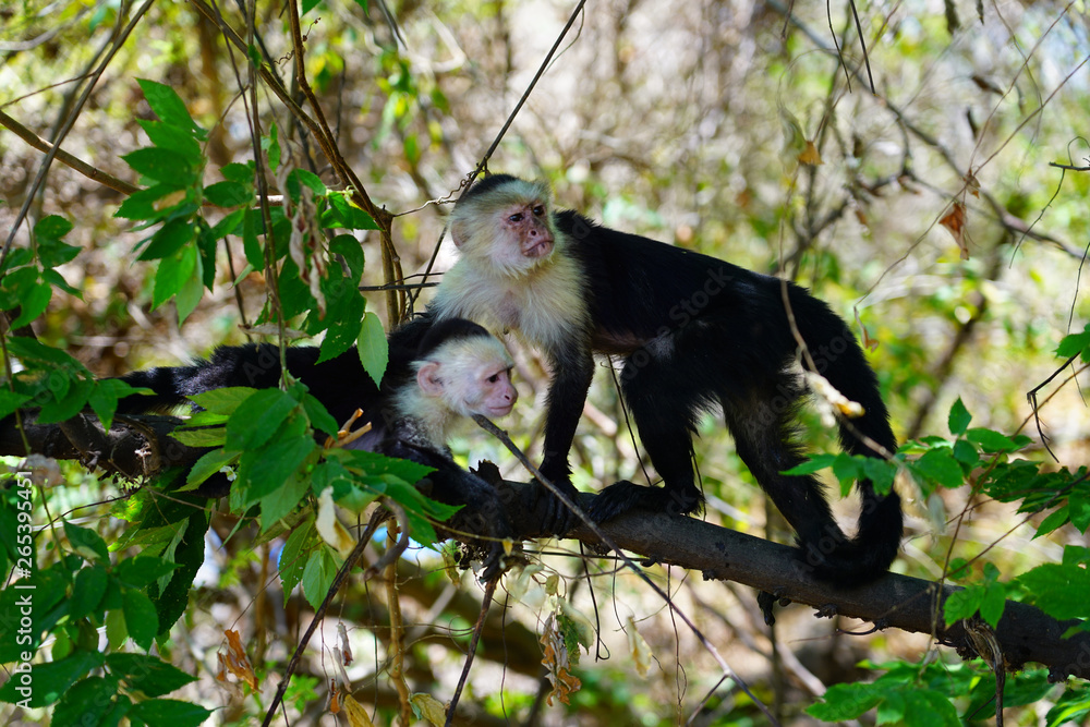 A white-headed capuchin monkey (cebus capucinus) on a fence in ...
