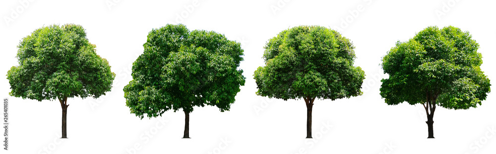 Beautiful fresh green deciduous tree isolated on pure white background ...
