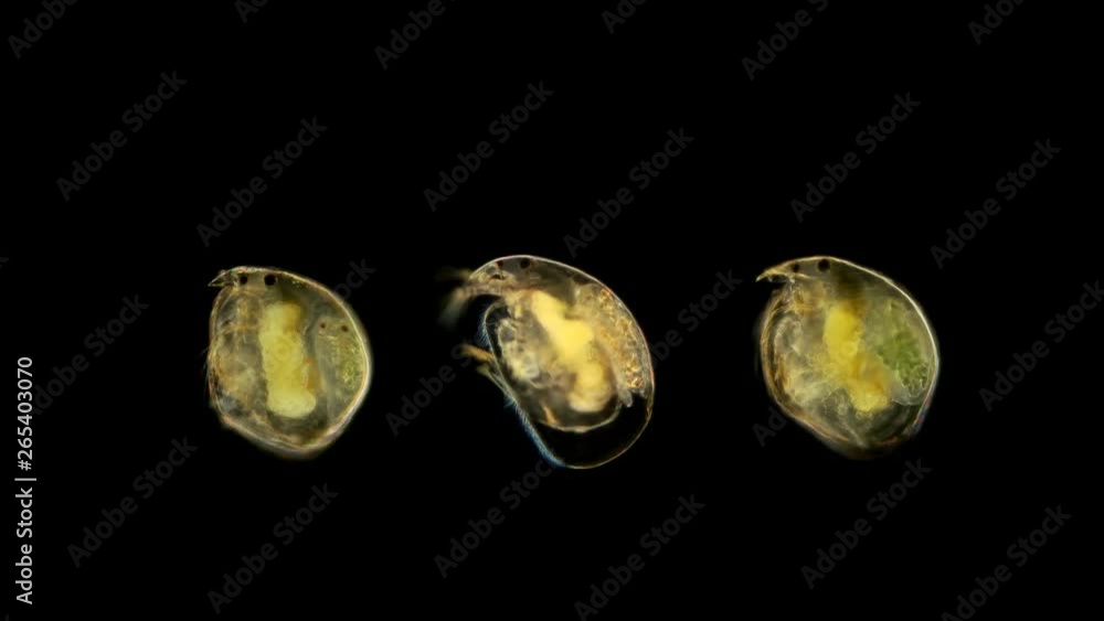 zooplankton under a microscope, three plankton crustaceans Cladocera ...