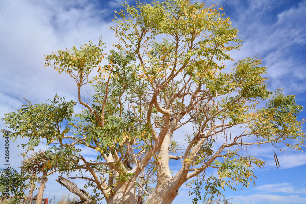 Aloidendron dichotomum, formerly Aloe dichotoma, the quiver tree or ...