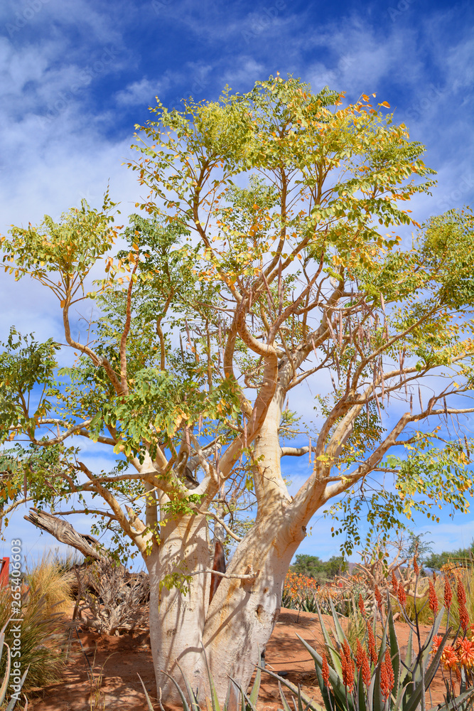 Aloidendron dichotomum, formerly Aloe dichotoma, the quiver tree or ...