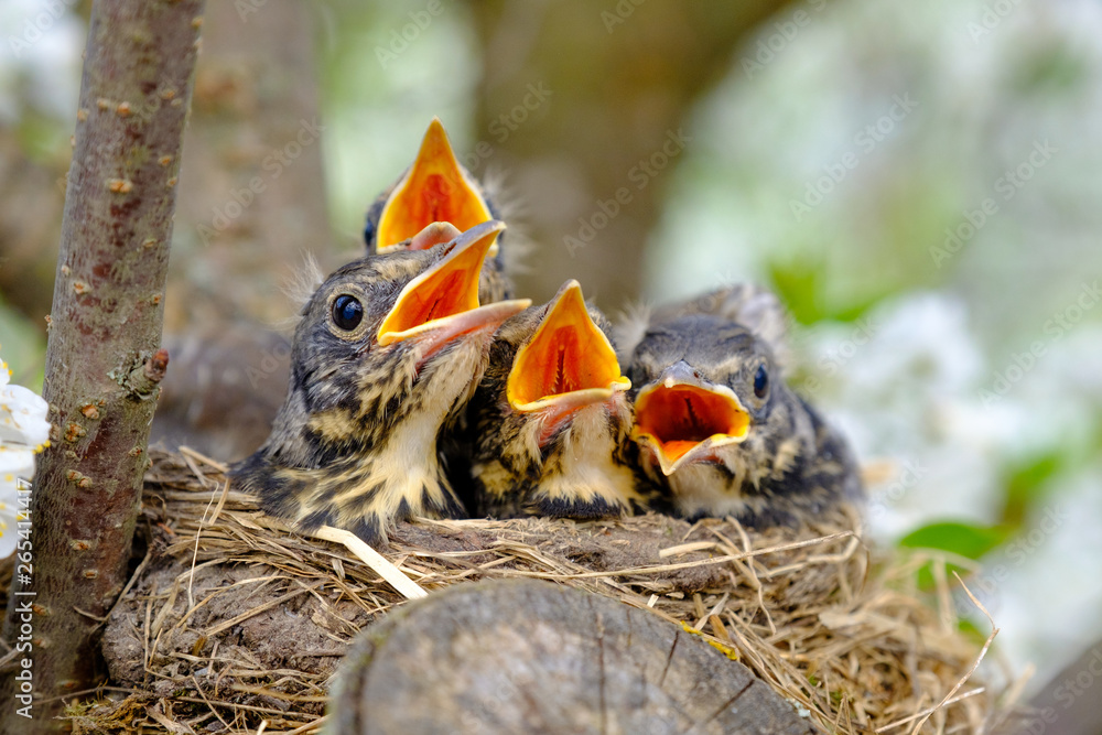 Bird brood in nest on blooming tree, baby birds, nesting with wide open ...