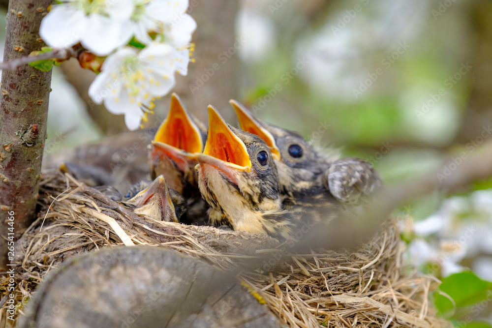 Bird brood in nest on blooming tree, baby birds, nesting with wide open ...