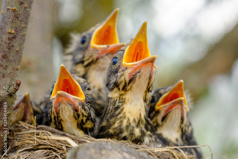 Bird brood in nest on blooming tree, baby birds, nesting with wide open ...
