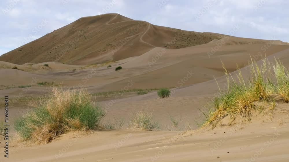 Psammochloa villosa and bush Hedisarum fruticosum in mongolian sand ...