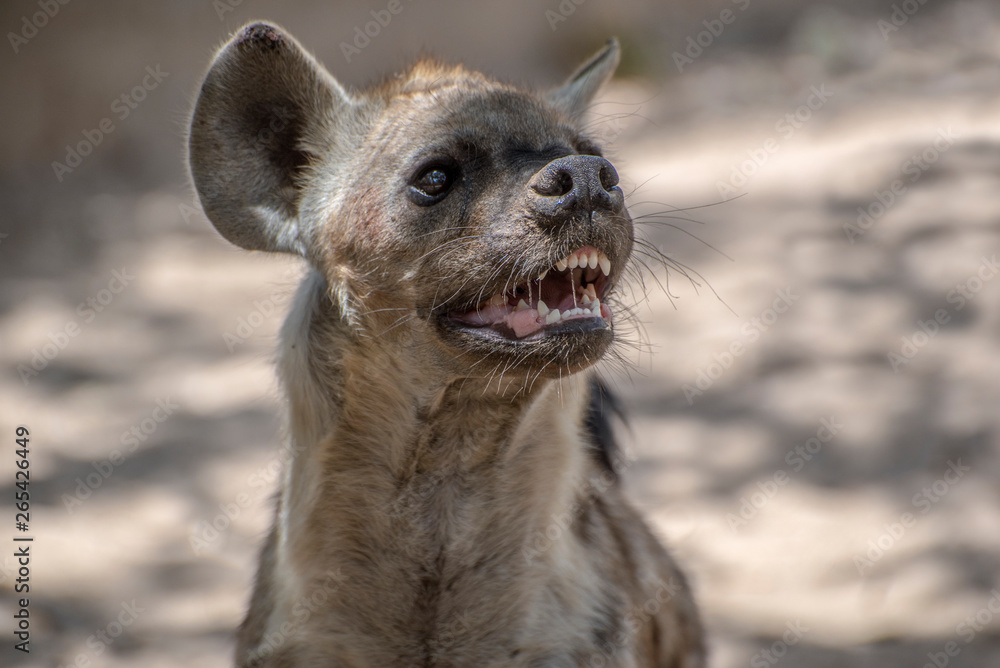 Spotted Hyena in nature, Portrait,close up. Stock Photo | Adobe Stock