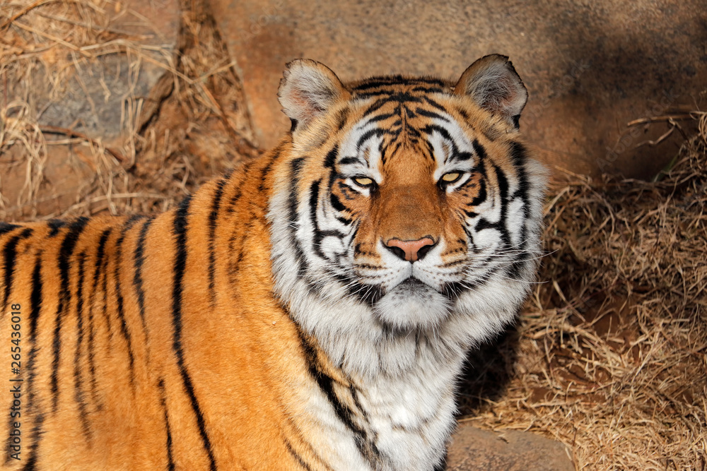 Bengal Tiger Natural Habitat