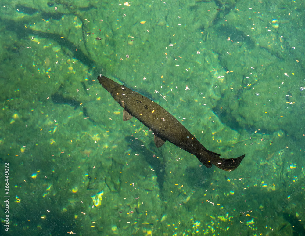 Endangered Cuban Gar fish, Atractosteus tristoechus, swimming in a ...