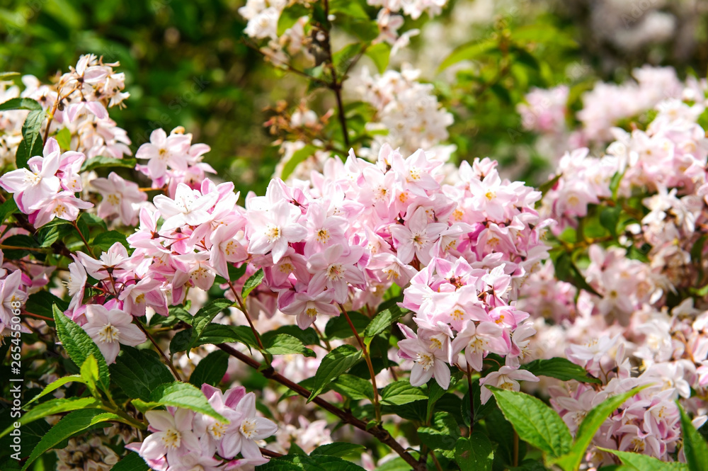 Deutzia Rosea Grandiflora Stock Photo | Adobe Stock