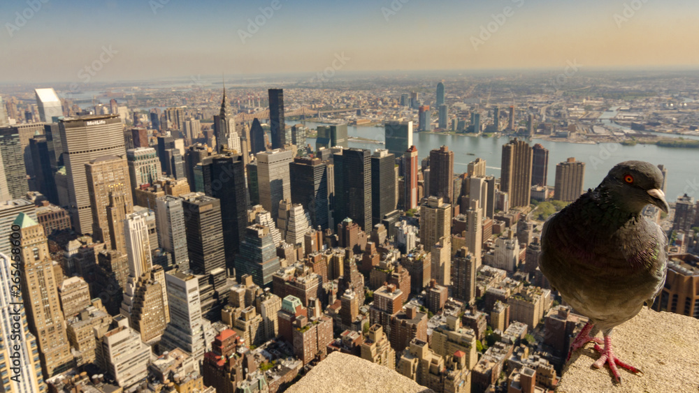 nyc pigeon on a ledge , new york city Stock Photo | Adobe Stock