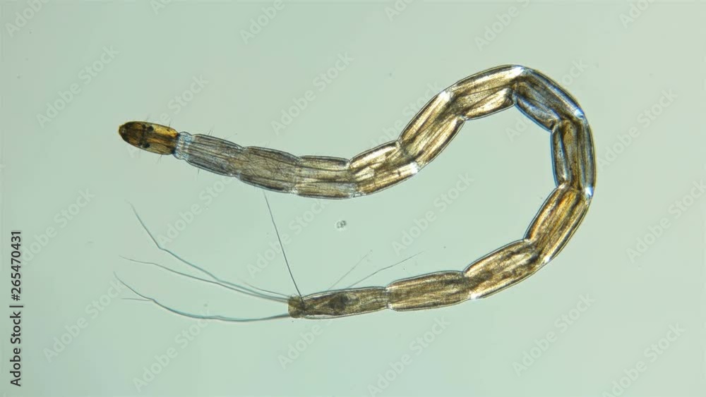 larva biting midges of under a microscope, family Ceratopogonidae or ...