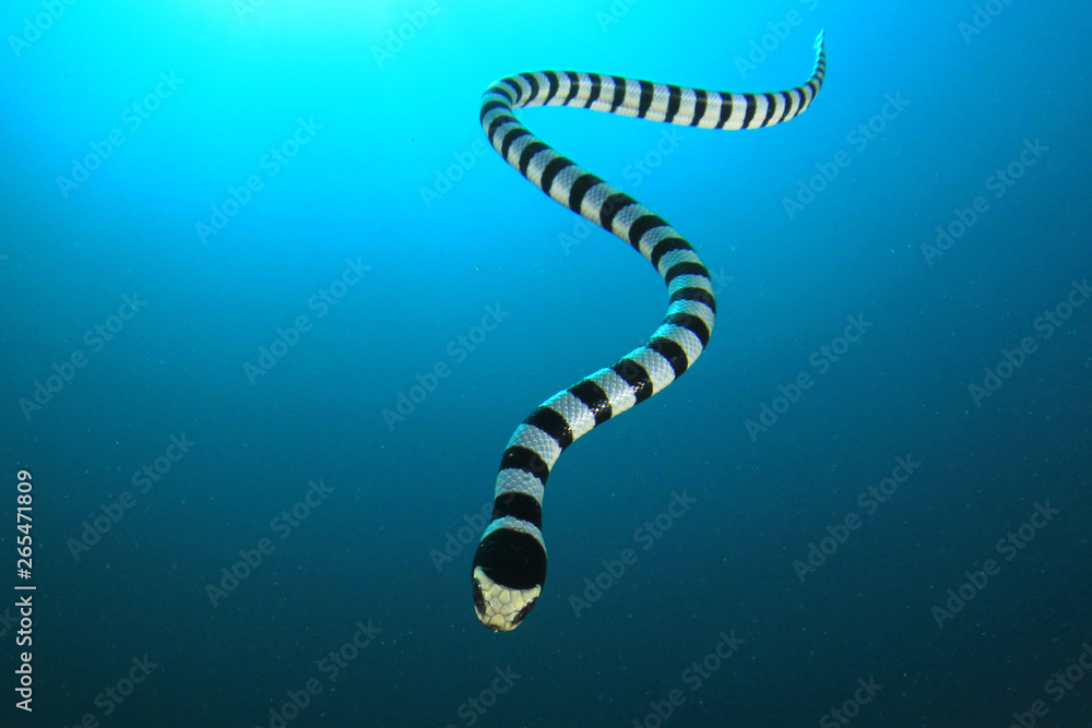 Banded Sea Snake