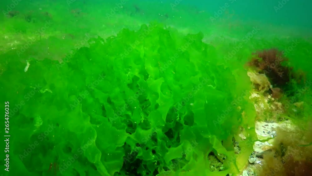 Underwater landscape in the Black Sea. Green, red and brown algae on ...