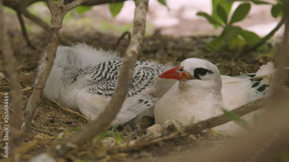 Extreme close-up tilting shot of hungry-looking red-billed tropic bird ...