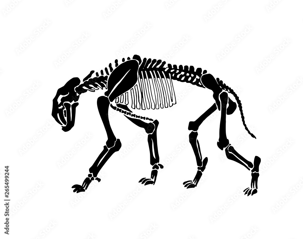 Graphical skeleton of saber-toothed tiger on white background,vector ...