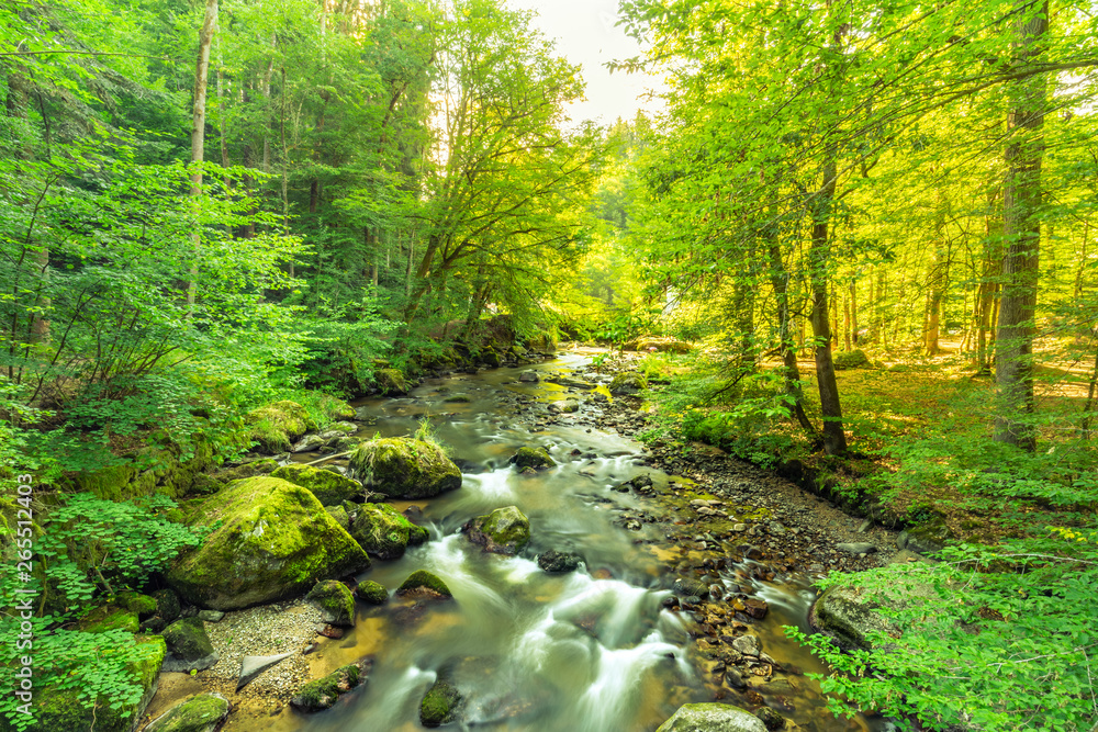 Peaceful Scenery Forest