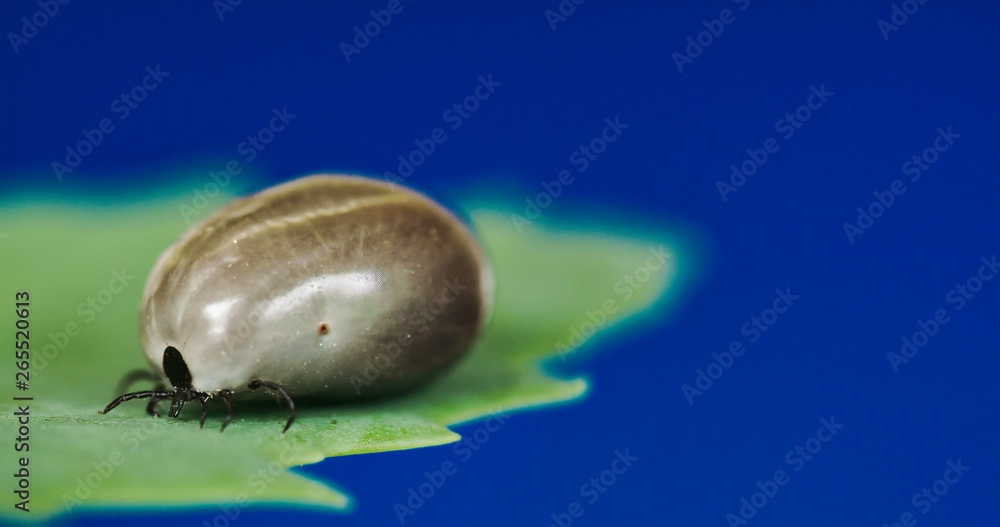 2674_A_tick_with_huge_stomach08.jpg Stock Photo | Adobe Stock