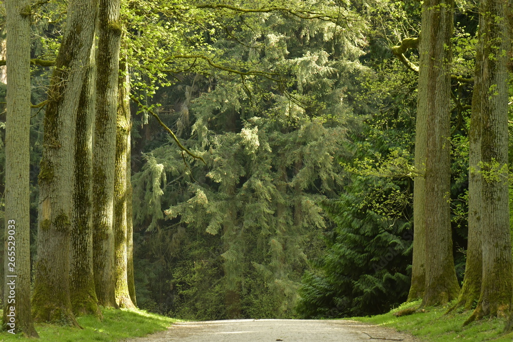Route en terre entre deux rangées de hêtres majestueux avant une ...