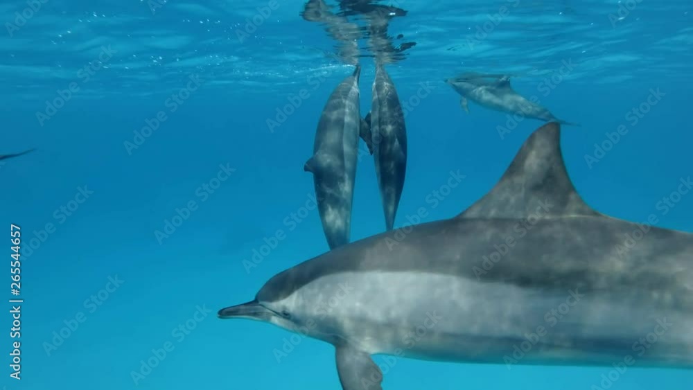 Vidéo Stock Slow motion, Group of juvenile dolphins playing under ...