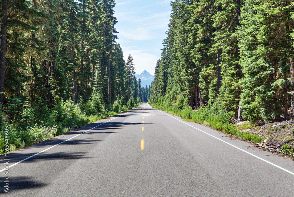 Evergreen trees lining open road Stock Photo | Adobe Stock