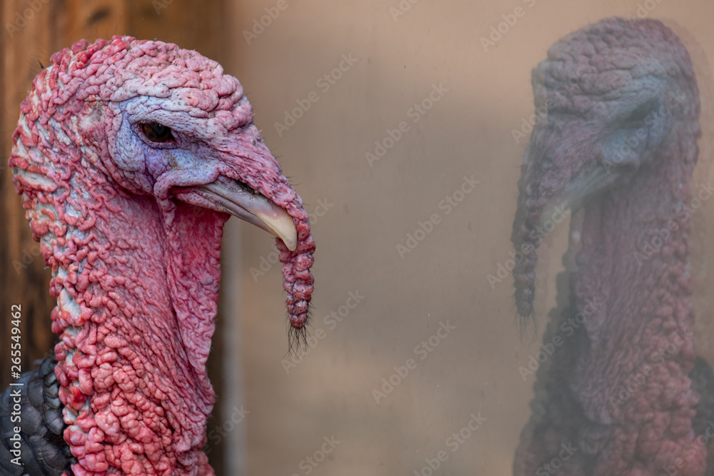Turkey wandering freely in the grounds at Babylonstoren Farm ...