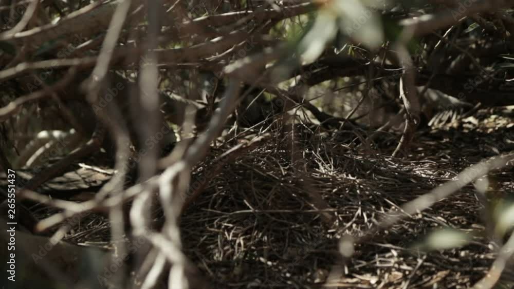 Close up high-angle panning shot of a desert bird colleting materials ...