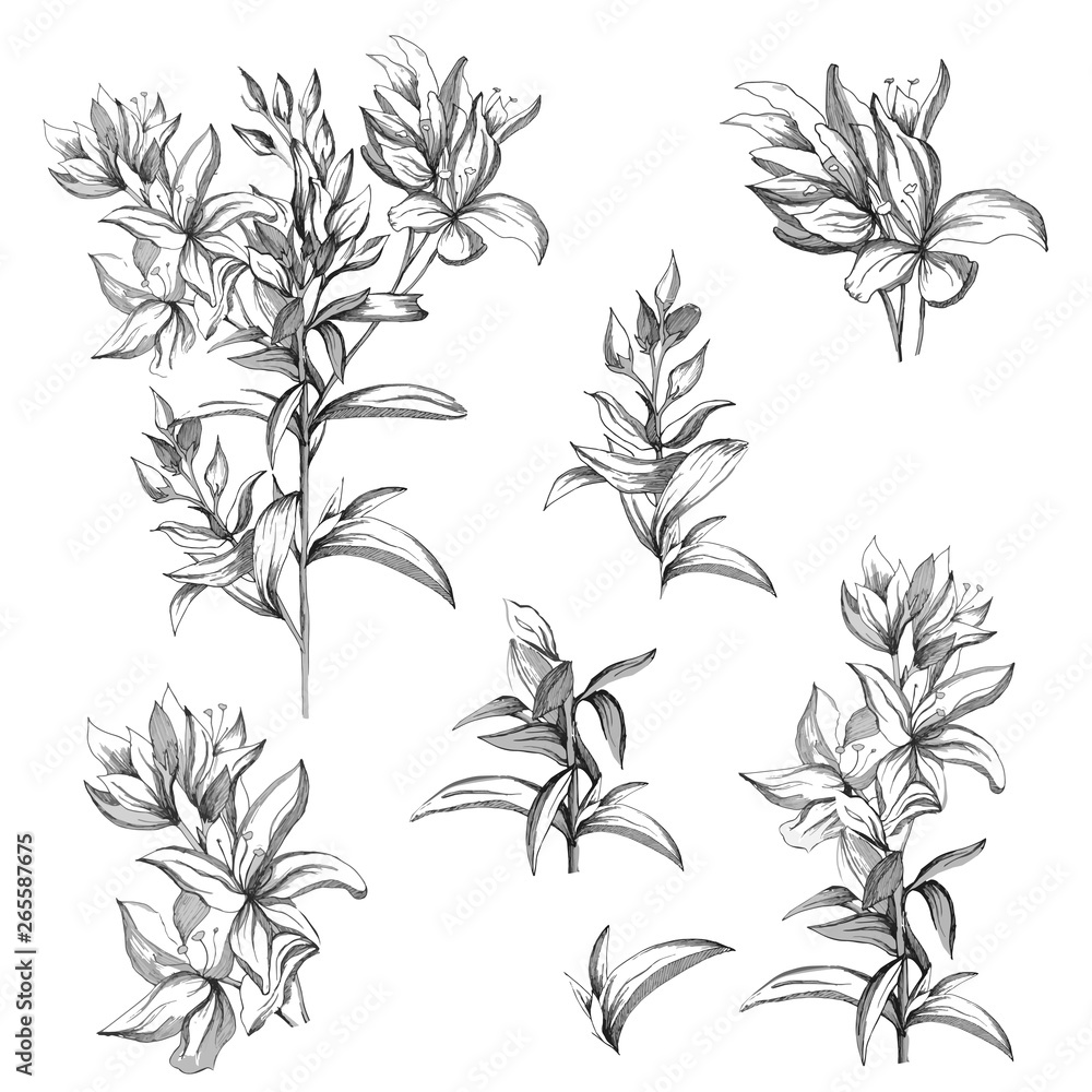 Set of vector contour flowers on a white background. Sketches of the ...