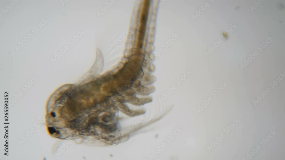 Artemia salina under the microscope. Closeup. Artemia plankton, Brine ...