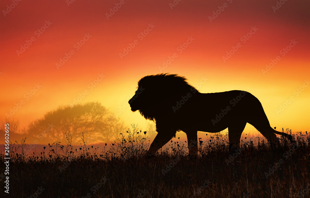 African Sunset Lion