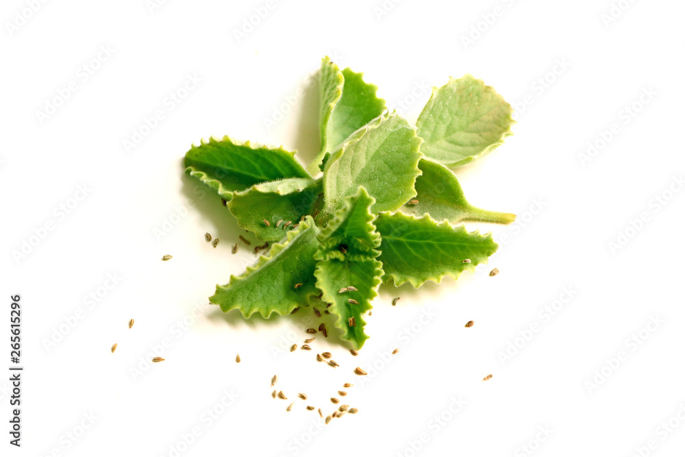 Carom Seeds with its Leaves Stock Photo | Adobe Stock