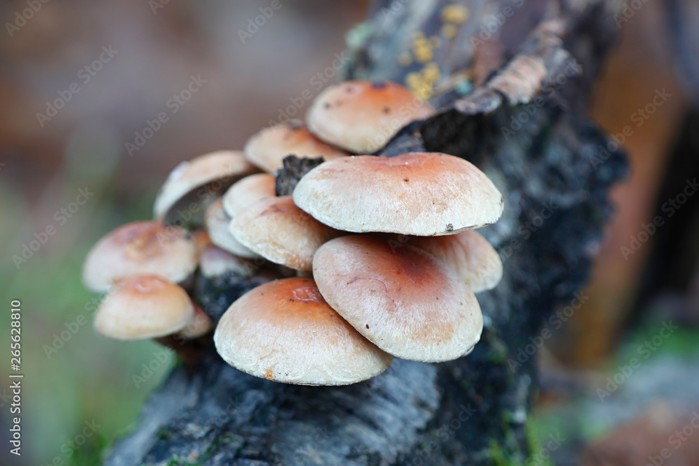 Hypholoma lateritium, known as brick cap and brick tuft mushroom, wild ...
