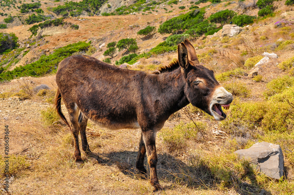 Laughing donkey Stock Photo | Adobe Stock