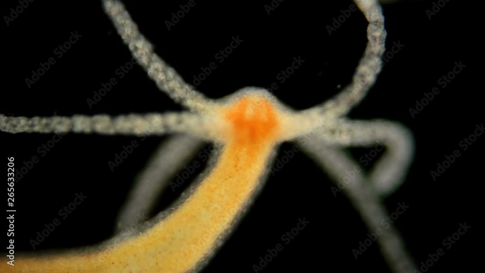 Hydra vulgaris under the microscope, a genus of freshwater sedentary ...