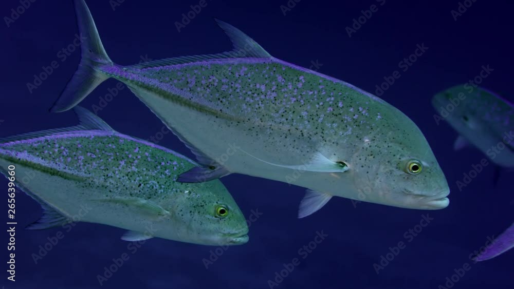 Portrait of the Bluefin trevally, Caranx melampygus, also known as the ...