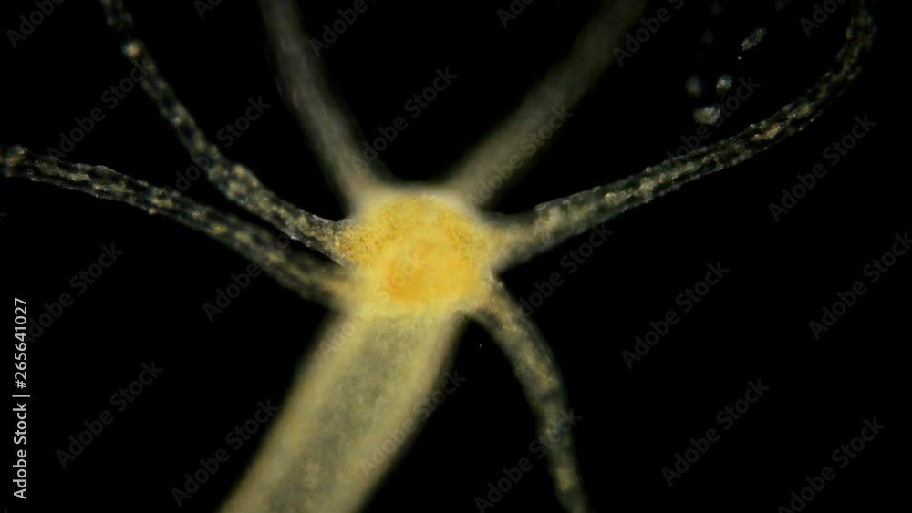 Hydra vulgaris under the microscope, a genus of freshwater sedentary ...