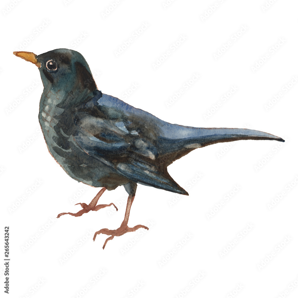 The common blackbird. Watercolor hand painted drawing of bird. Stock ...