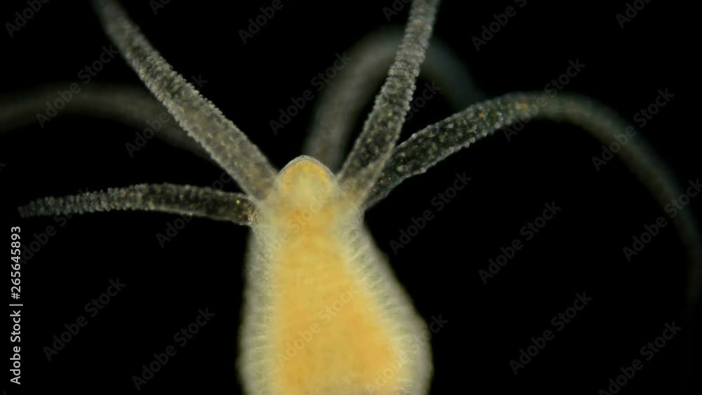 Hydra vulgaris under the microscope, a genus of freshwater sedentary ...