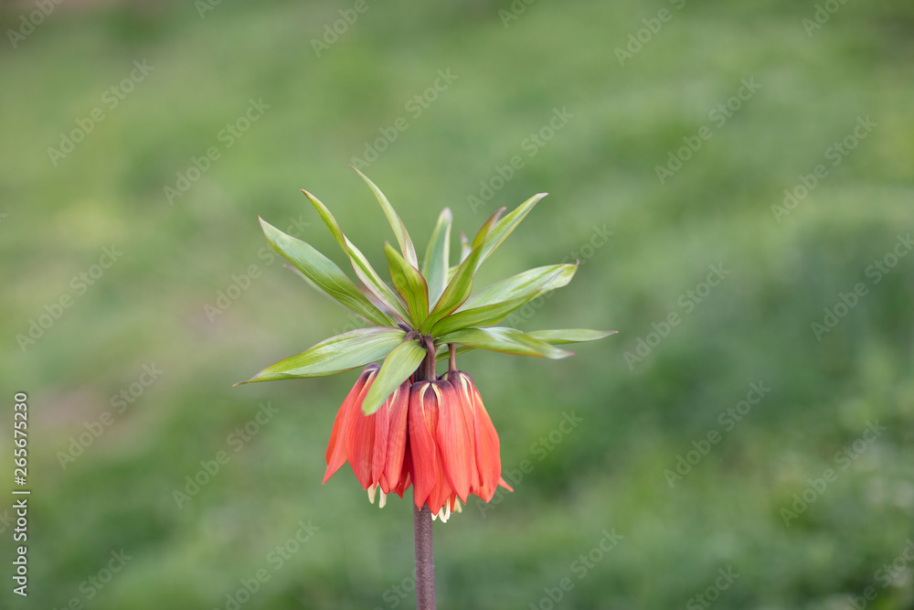 Turkish mountains in the skirts of the opposite lilies. Inverted lilies ...