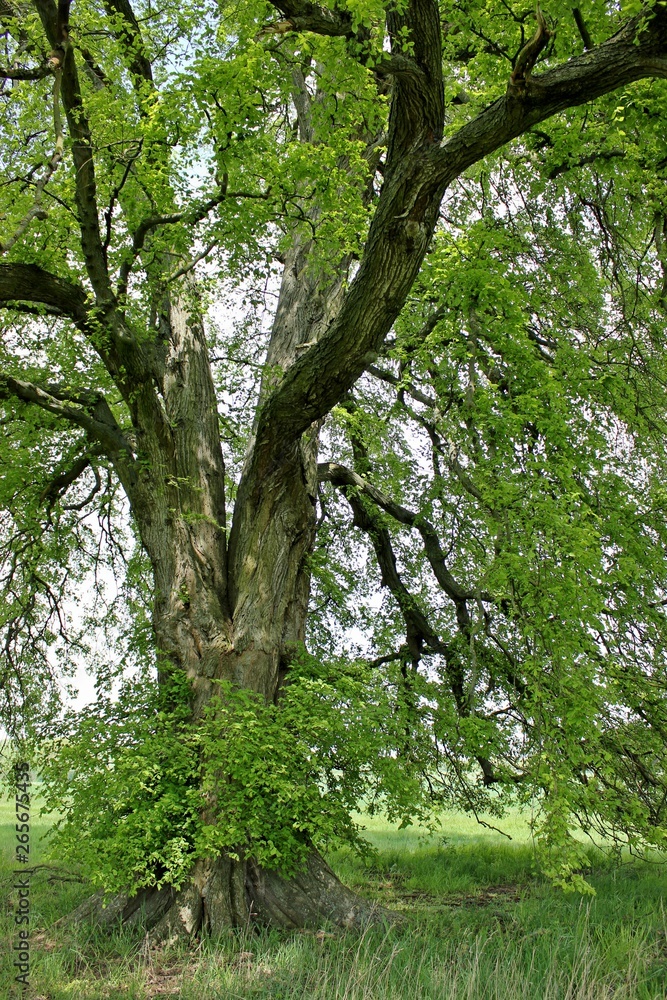 120 Jahre alte Flatterulme (Ulmus laevis) in Nordhessen Stock Photo ...